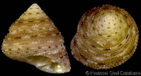 TROCHIDAE - Gastropods by Eddie Hardy