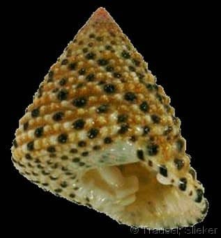 TROCHIDAE - Gastropods by Eddie Hardy