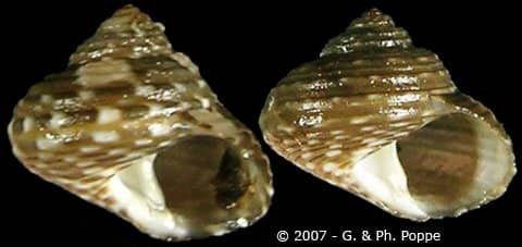 TROCHIDAE - Gastropods by Eddie Hardy