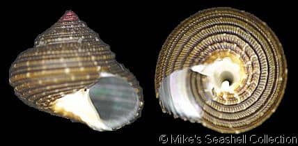 TROCHIDAE - Gastropods by Eddie Hardy