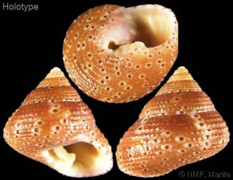 TROCHIDAE TROCHINAE - Gastropods by Eddie Hardy