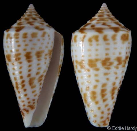Conus (Phasmoconus) inscriptus inscriptus - Gastropods by Eddie Hardy