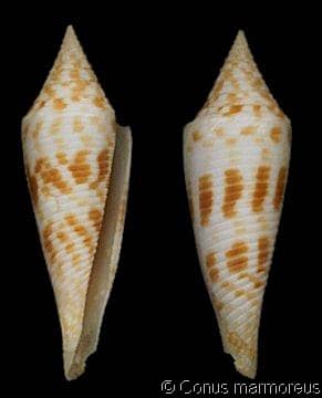 Conasprella longurionis - Gastropods by Eddie Hardy