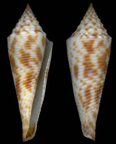 Conasprella longurionis - Gastropods by Eddie Hardy