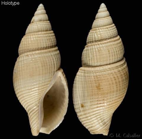 COLUMBELLIDAE COLUMBELLINAE - Gastropods by Eddie Hardy