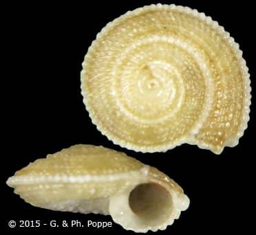 Discotectonica nipponica - Gastropods by Eddie Hardy