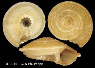 Discotectonica nipponica - Gastropods by Eddie Hardy