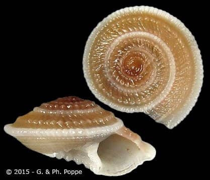 Discotectonica nipponica - Gastropods by Eddie Hardy