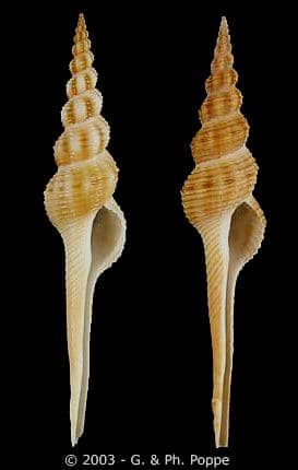 Fusinus colus - Gastropods by Eddie Hardy