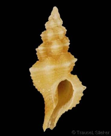 FASCIOLARIIDAE FUSININAE - Gastropods by Eddie Hardy