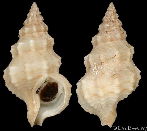 Nassaria problematica - Gastropods by Eddie Hardy