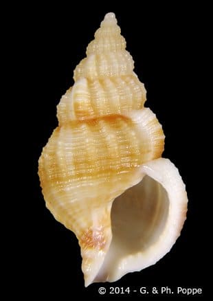 Nassaria problematica - Gastropods by Eddie Hardy