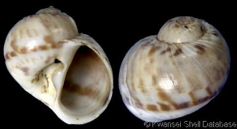 Naticarius concinnus - Gastropods by Eddie Hardy