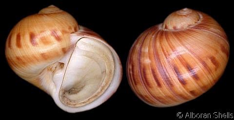 NATICIDAE - Gastropods by Eddie Hardy