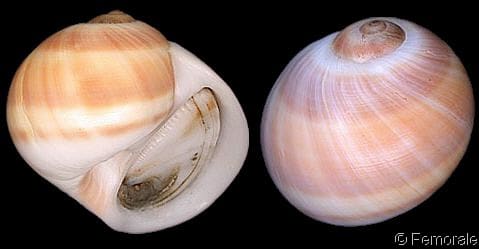 NATICIDAE - Gastropods by Eddie Hardy