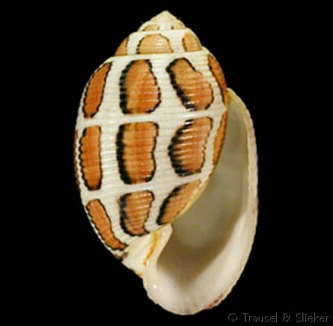 Punctacteon eloisae - Gastropods by Eddie Hardy