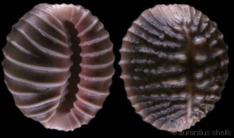 TRIVIIDAE - Gastropods by Eddie Hardy
