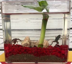 Froggy's Lair African Dwarf Frog Biosphere Kit | Agway of Cape Cod