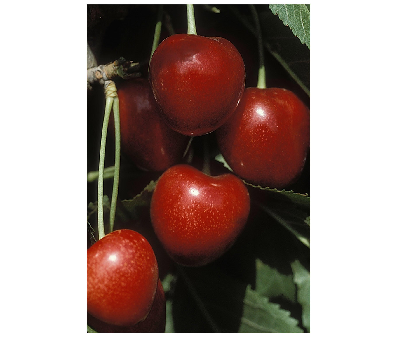 Stella Cherry | Bare Root | Hills Flat Lumber
