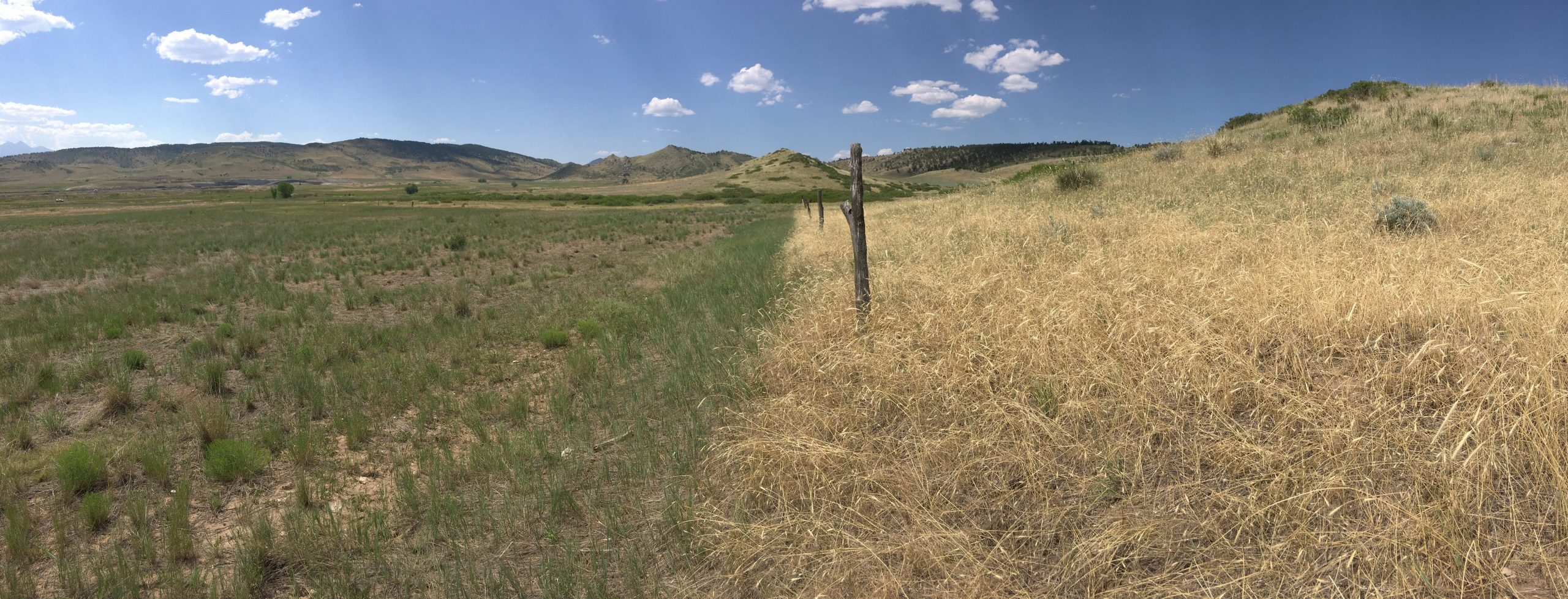 Detecting and Eradicating Invasive Grass Affecting Pasture and Ranch Land