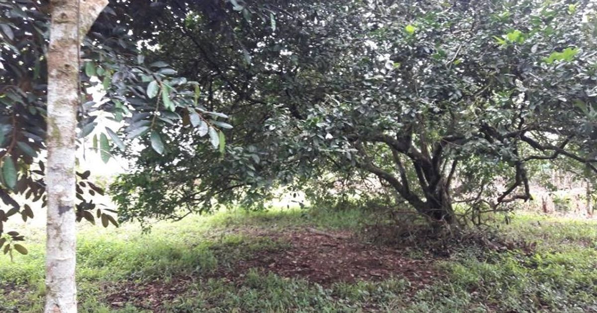 Finca en Venta en Santa Rosa, Pocosol, San Carlos, Alajuela | Costa ...
