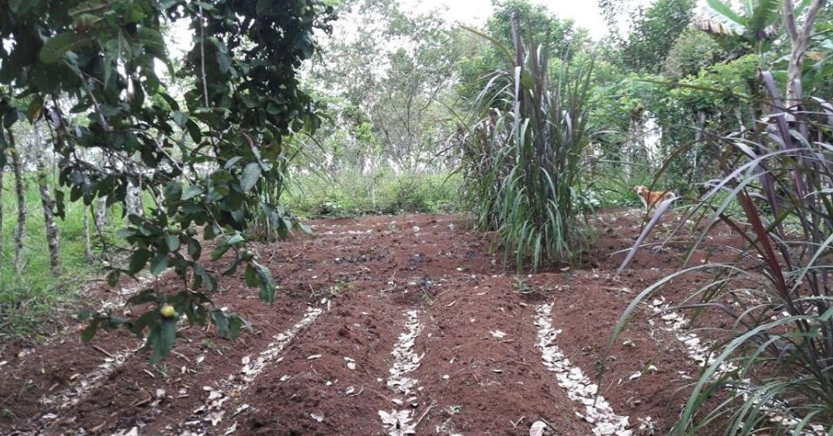 Finca en Venta en Santa Rosa, Pocosol, San Carlos, Alajuela | Costa ...