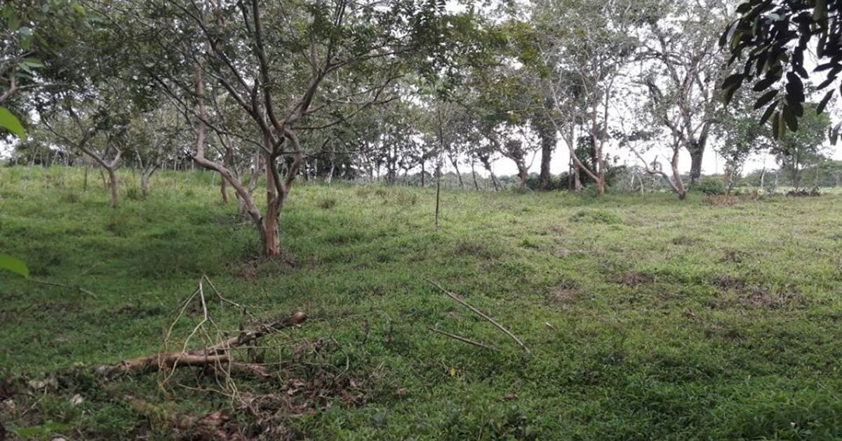 Finca en Venta en Santa Rosa, Pocosol, San Carlos, Alajuela | Costa ...