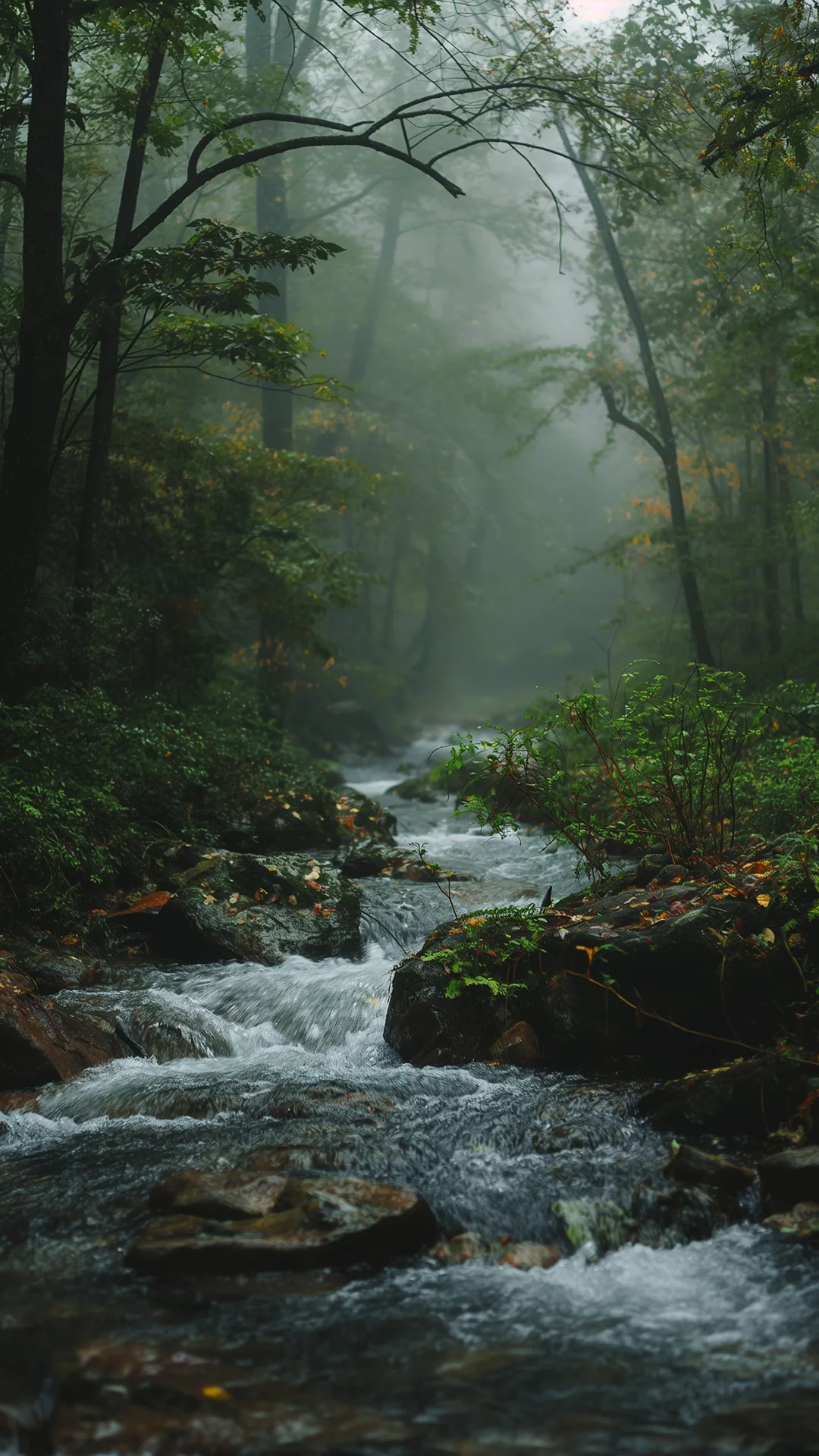 Misty Forest Stream Wallpaper and Background - Creative Commons Images Misty Forest Stream Wallpaper and Background - Creative Commons Images
