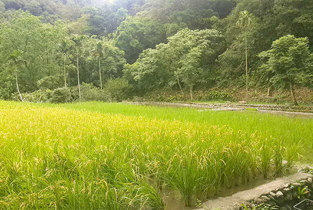 Yilan Organic Farm Built by 80-year-old Grandma, Popular Among ...
