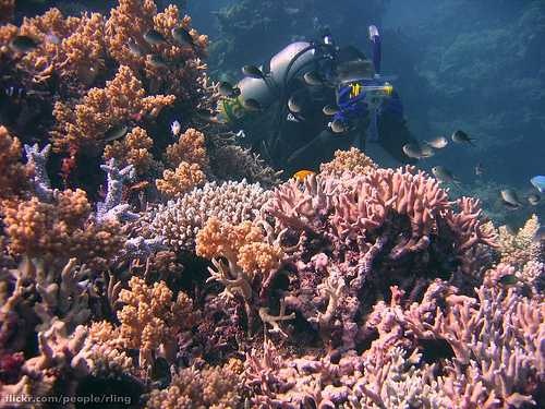 Coral reef Labeled Image Dataset | images.cv