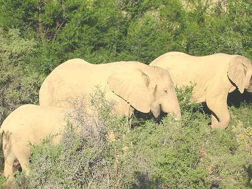 African elephant labeled image dataset | images.cv