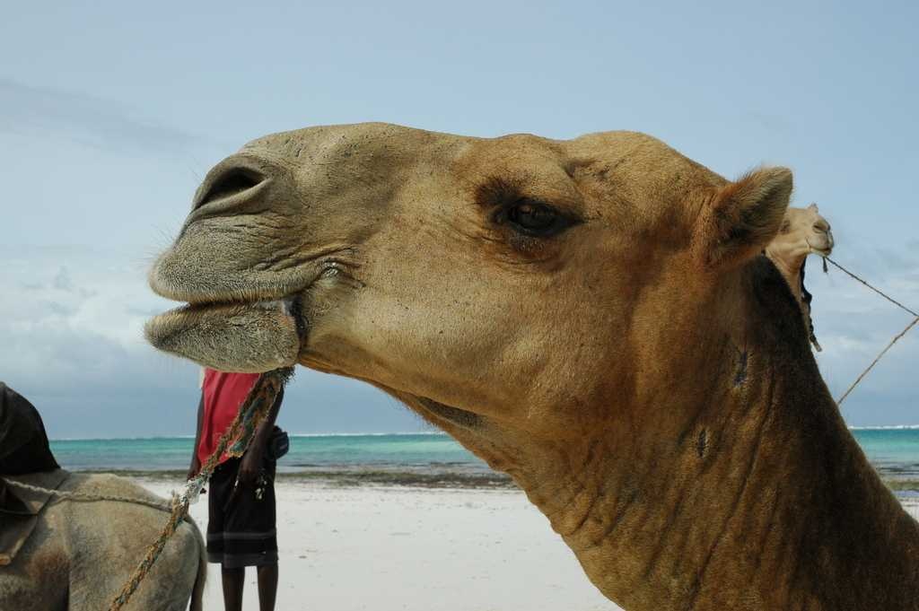 Download Camel labeled image classifcation dataset labeled image dataset