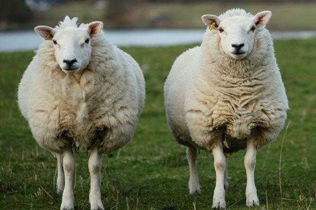 Sheep Labeled Image Dataset | images.cv