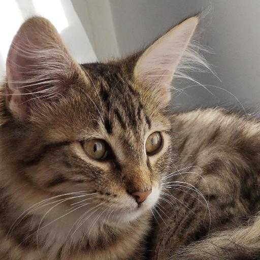 Cat Labeled Image Dataset | images.cv