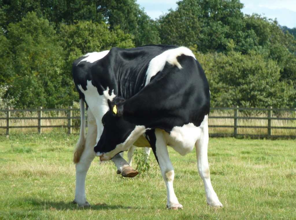 Download Cattle labeled image classifcation dataset labeled image dataset