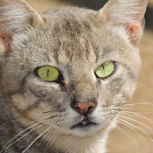 Cat Labeled Image Dataset | images.cv