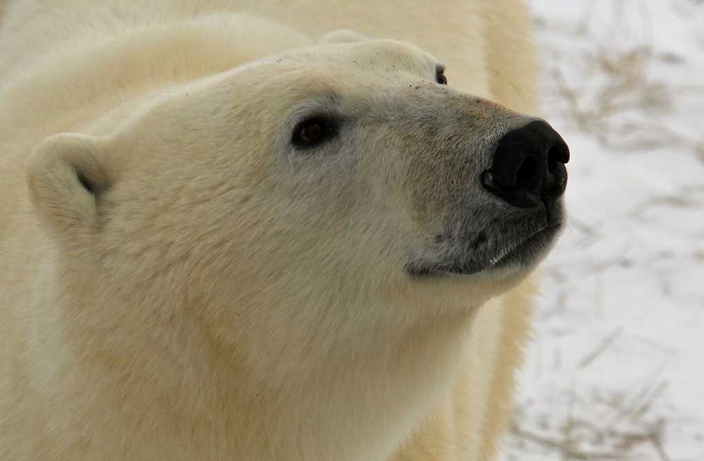 Polar bear Labeled Image Dataset | images.cv