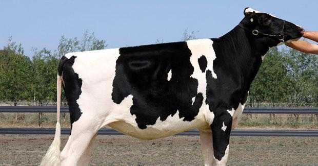 Cow Labeled Image Dataset | images.cv