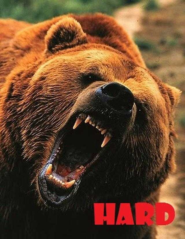 Bear Labeled Image Dataset | images.cv