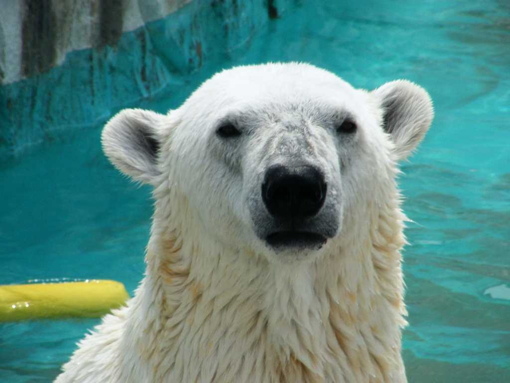 Polar bear Labeled Image Dataset | images.cv