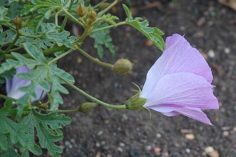 Flowers labeled image dataset | images.cv