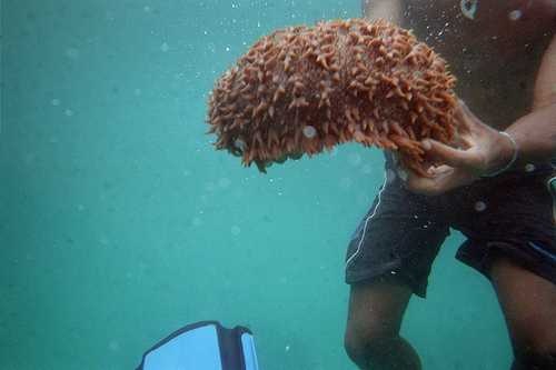 Sea cucumber Labeled Image Dataset | images.cv