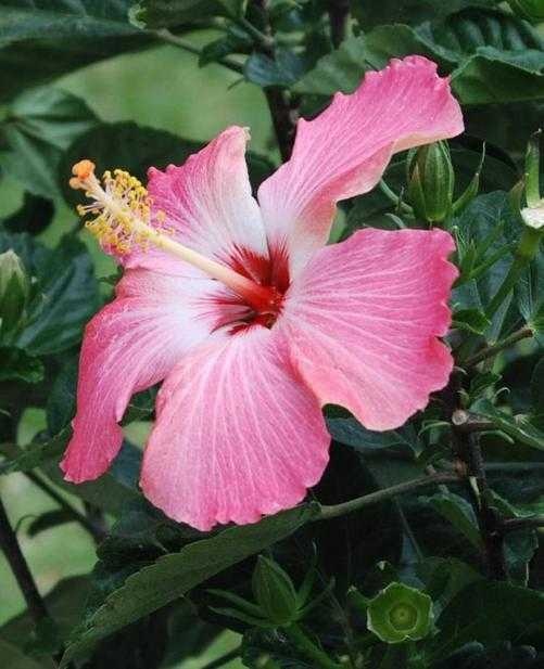 Hibiscus Labeled Image Dataset | images.cv