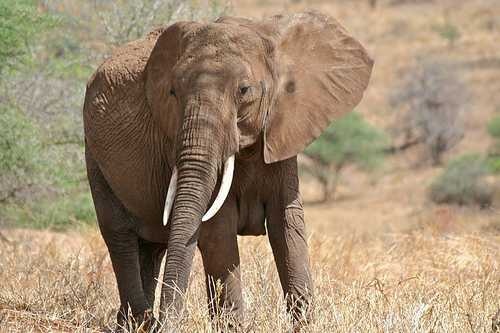 African elephant labeled image dataset | images.cv