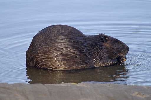 Beaver Labeled Image Dataset | images.cv