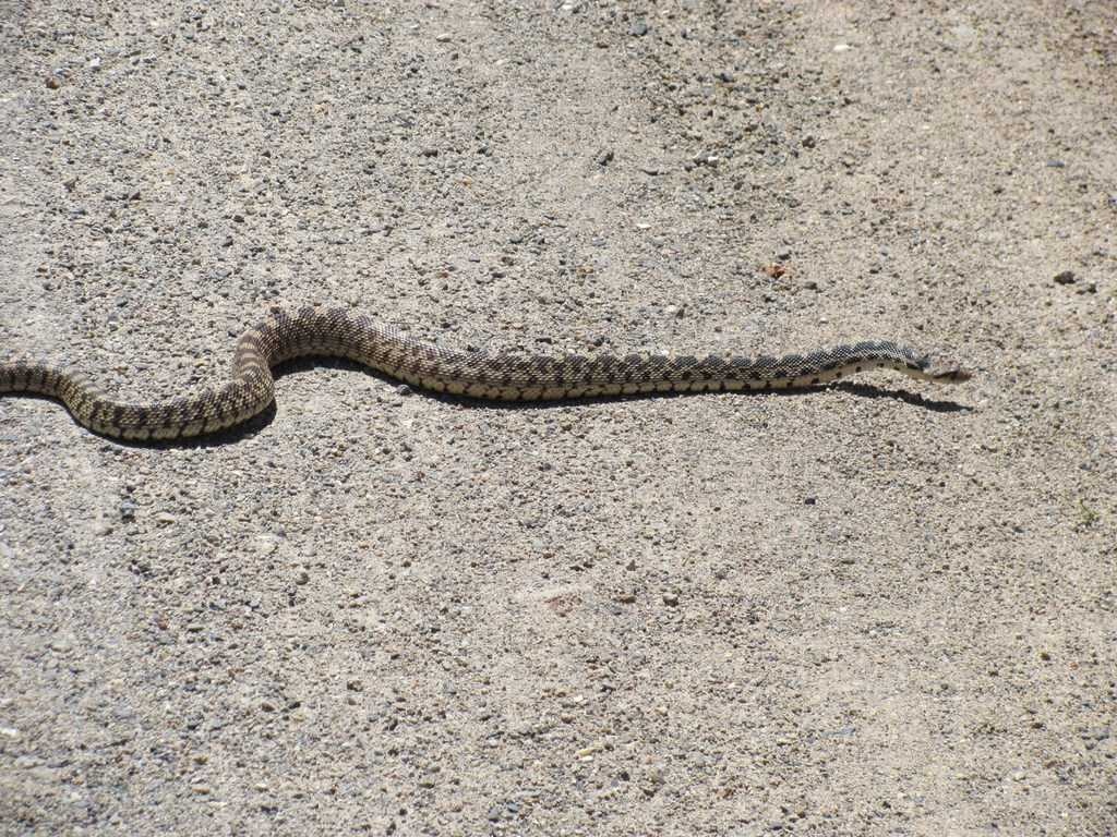 Snake Labeled Image Dataset | images.cv