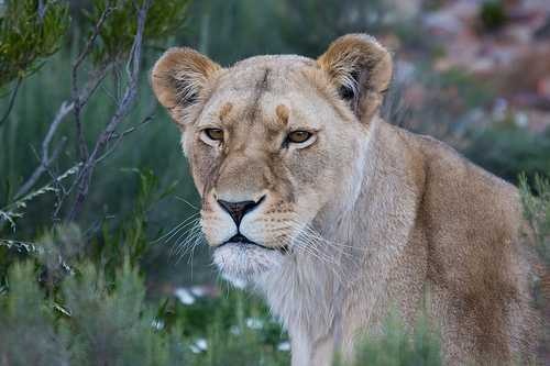 Lion Labeled Image Dataset | images.cv