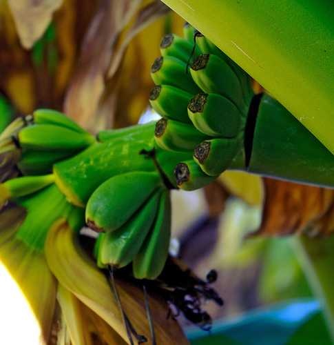 Banana Labeled Image Dataset | images.cv