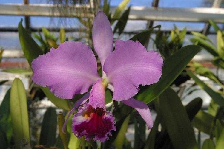 Download Ruby lipped cattleya labeled image classifcation dataset ...