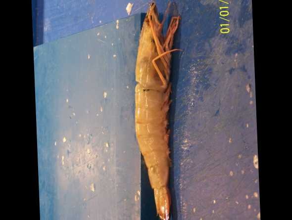Shrimp Labeled Image Dataset Images Cv